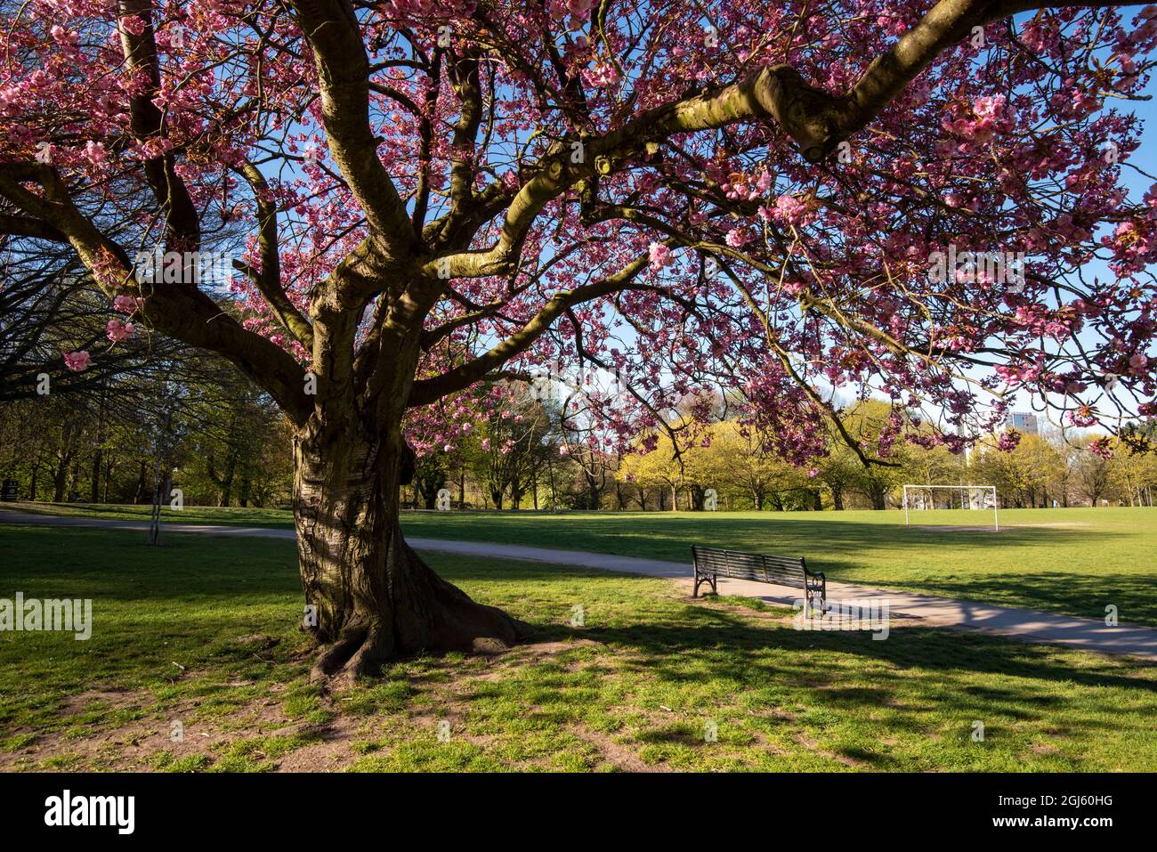 Spring Blossom at Woodthorpe Park in Nottingham, Nottinghamshire ...