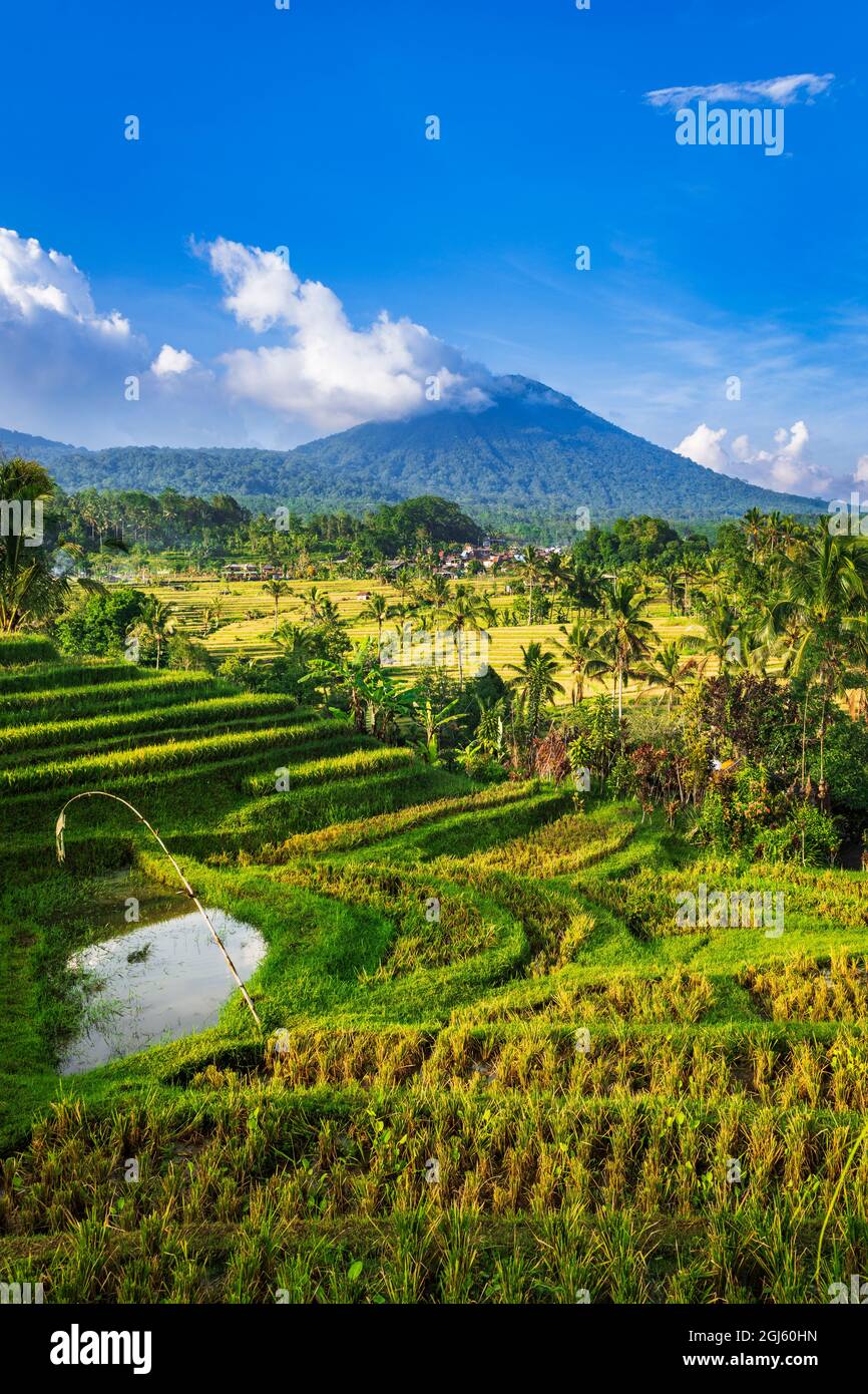 Jatiluwih Rice Terrace (UNESCO World Heritage Site), Bali, Indonesia Stock Photo - Alamy