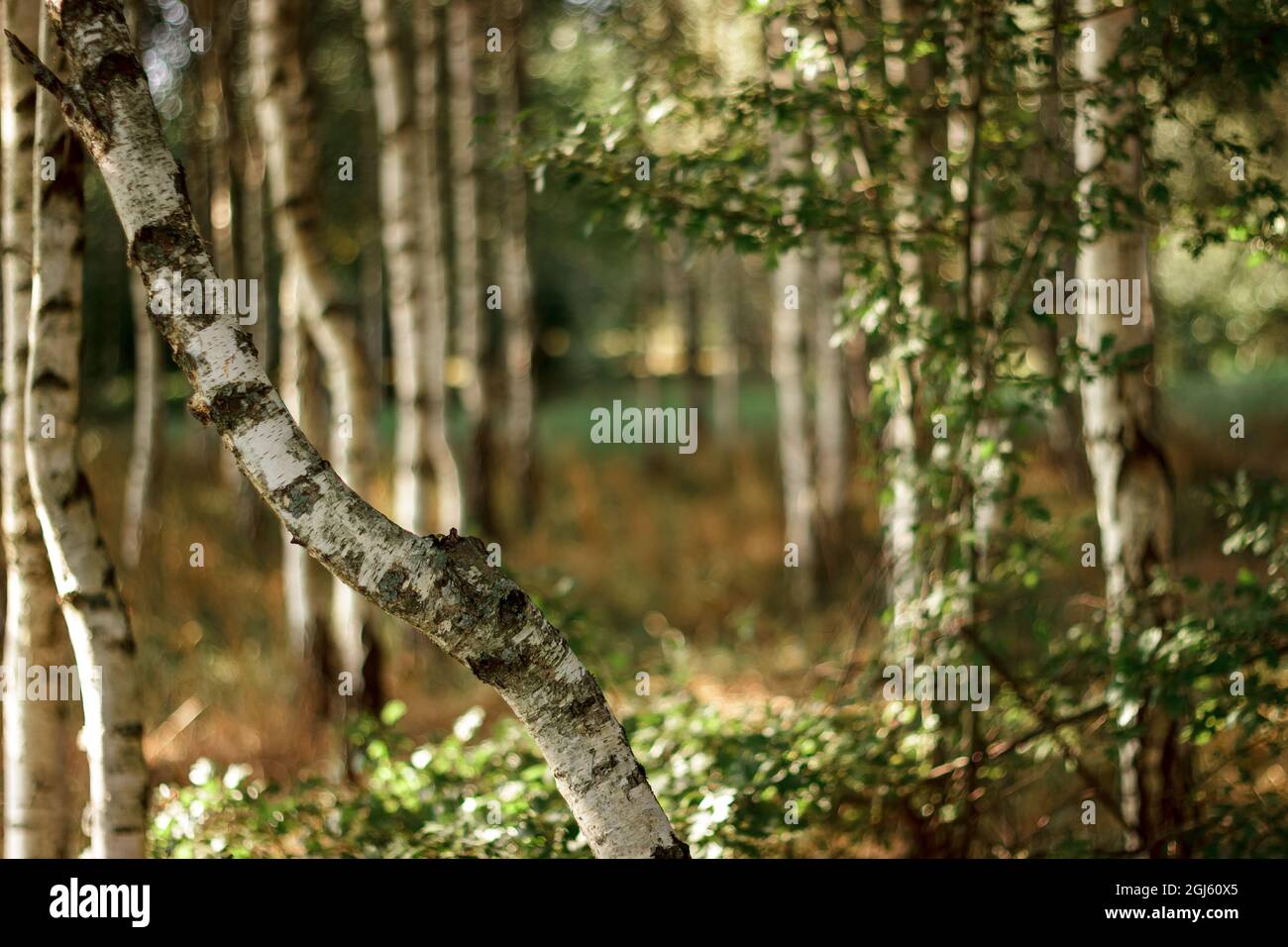 Natural background in abstract style Old birch tree bark embossed texture with beautiful ...