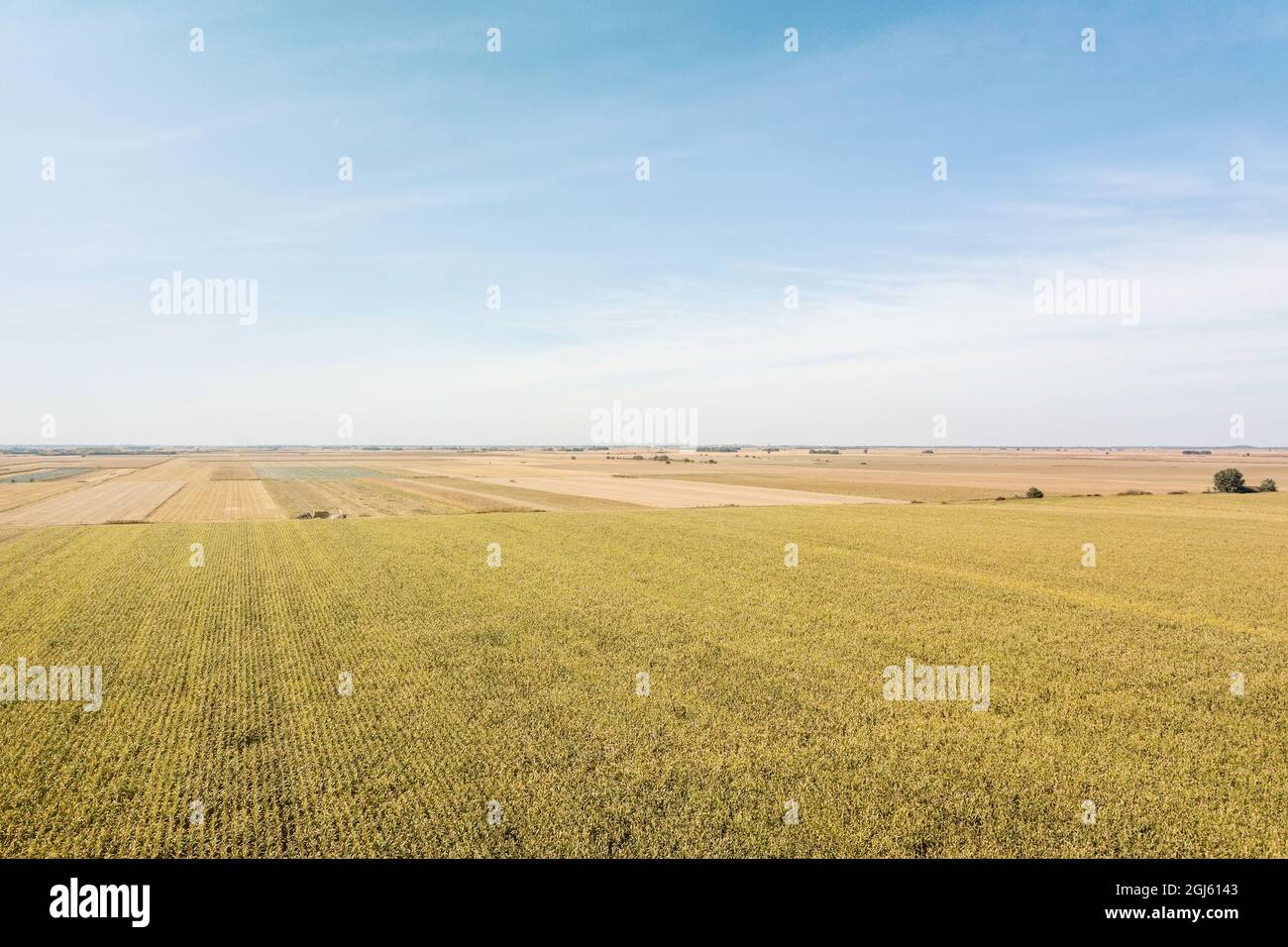 Farmland with a corn crop Aerial View Stock Photo - Alamy