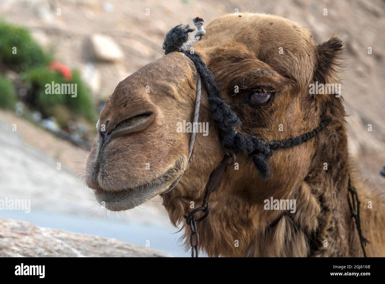 Palestinian Territory, Jericho. Camel Stock Photo - Alamy