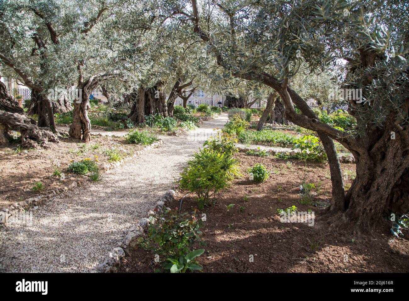 Israel, Jerusalem. Mount of Olives, The Garden of Gethsemane, the site ...