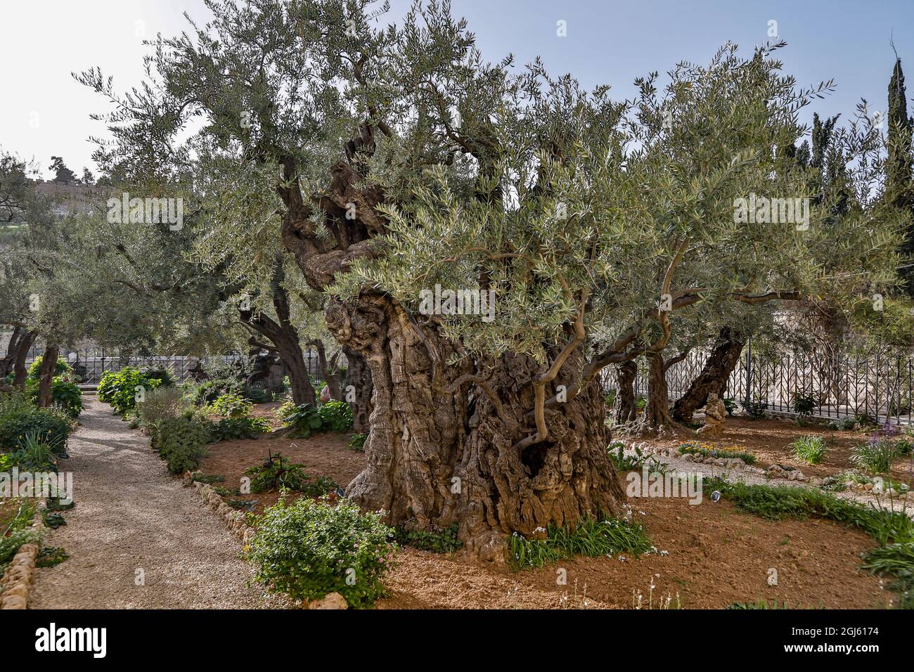 Israel, Jerusalem. Mount of Olives, The Garden of Gethsemane, the site ...