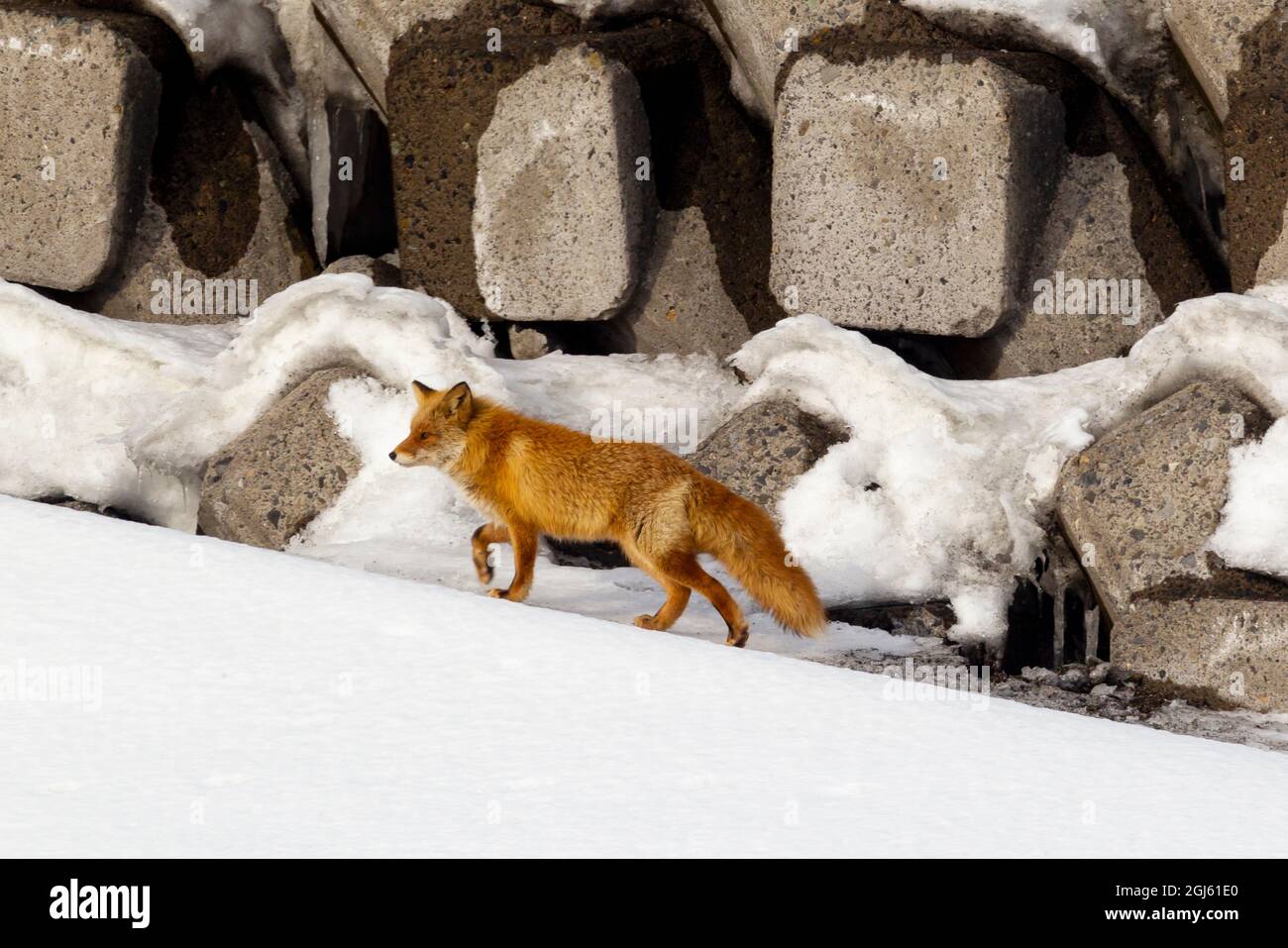 Asia, Japan, Hokkaido, Shiretoko Peninsula, near Rausu, Japanese red ...