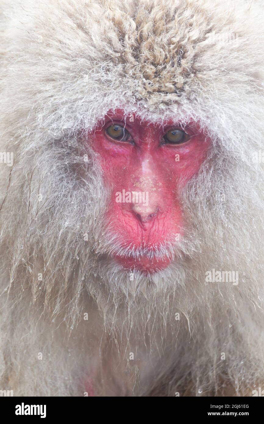 Asia, Japan, Nagano, Jigokudani Yaen Koen, Snow Monkey Park, Japanese ...