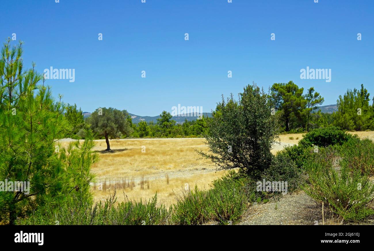 scenic green landscape on rhodes island in greece Stock Photo - Alamy