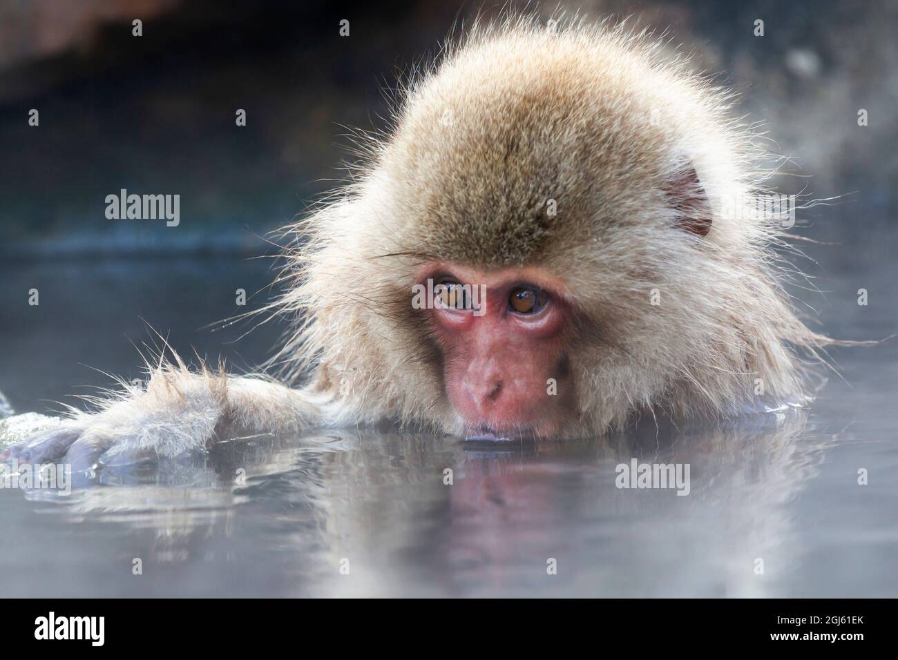 Asia, Japan, Nagano, Jigokudani Yaen Koen, Snow Monkey Park, Japanese ...