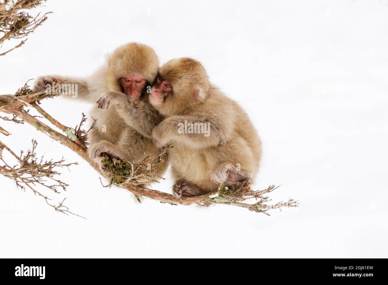 Asia, Japan, Nagano, Jigokudani Yaen Koen, Snow Monkey Park, Japanese ...