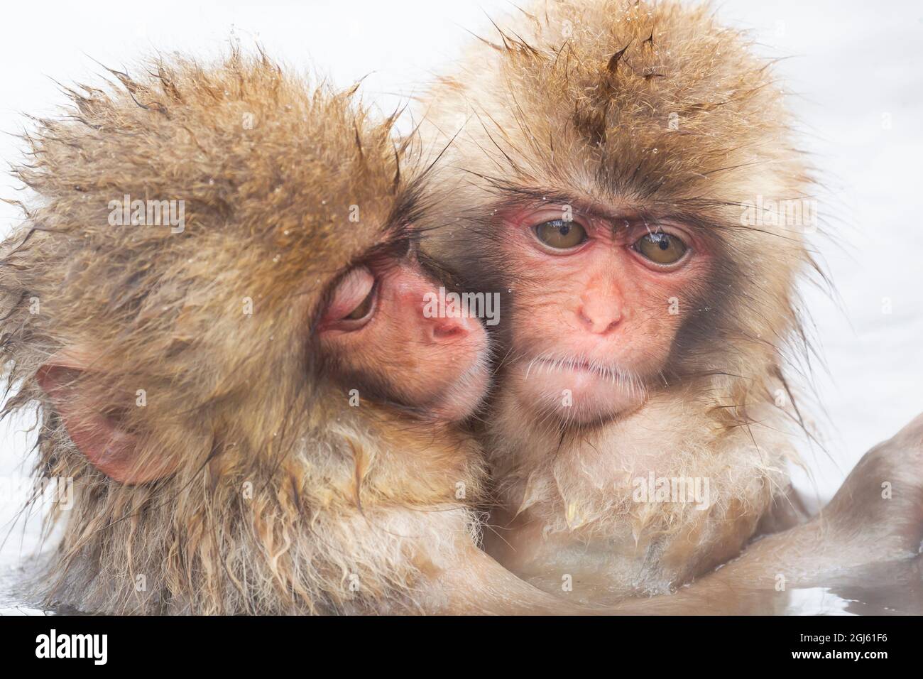 Asia, Japan, Nagano, Jigokudani Yaen Koen, Snow Monkey Park, Japanese ...