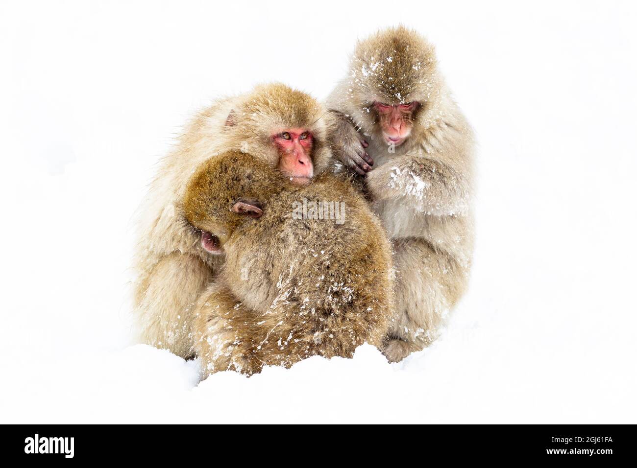 Asia, Japan, Nagano, Jigokudani Yaen Koen, Snow Monkey Park, Japanese macaque, Macaca fuscata ...