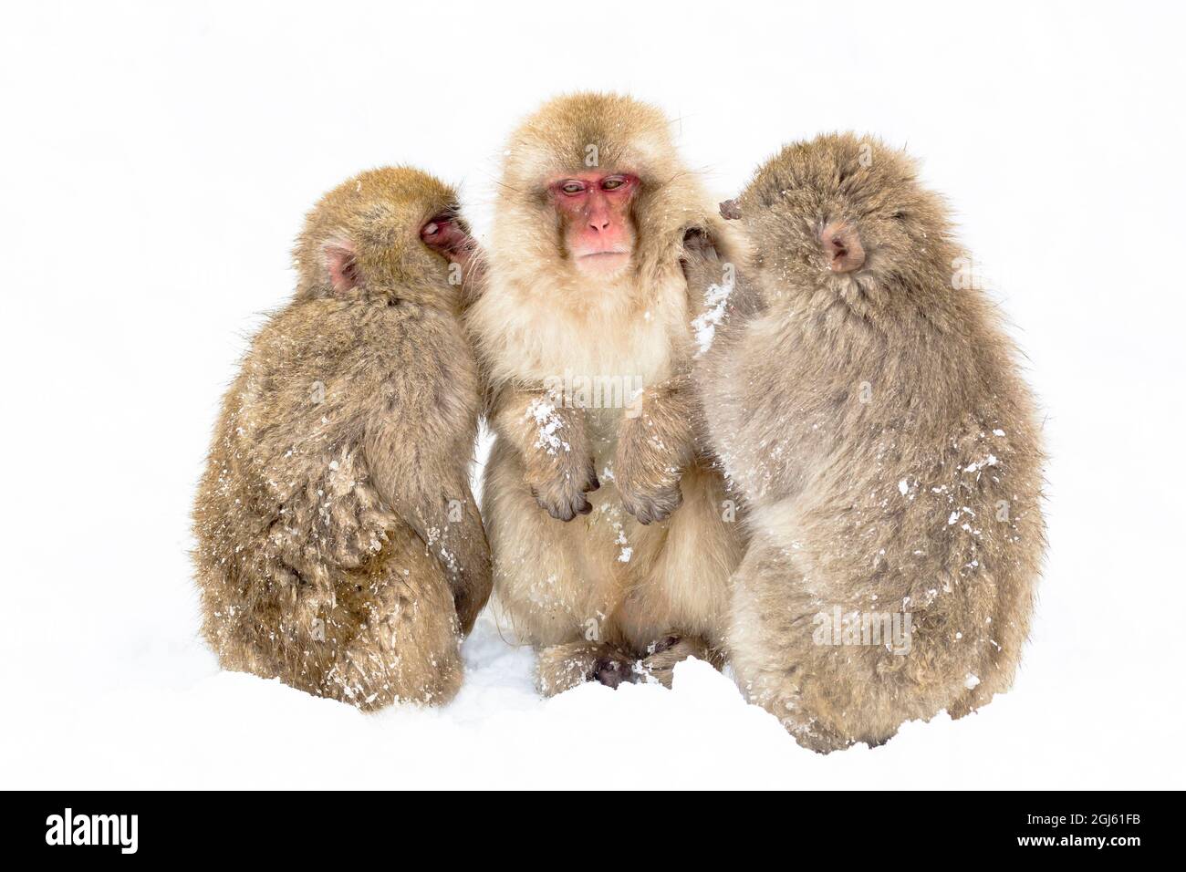 Asia, Japan, Nagano, Jigokudani Yaen Koen, Snow Monkey Park, Japanese ...