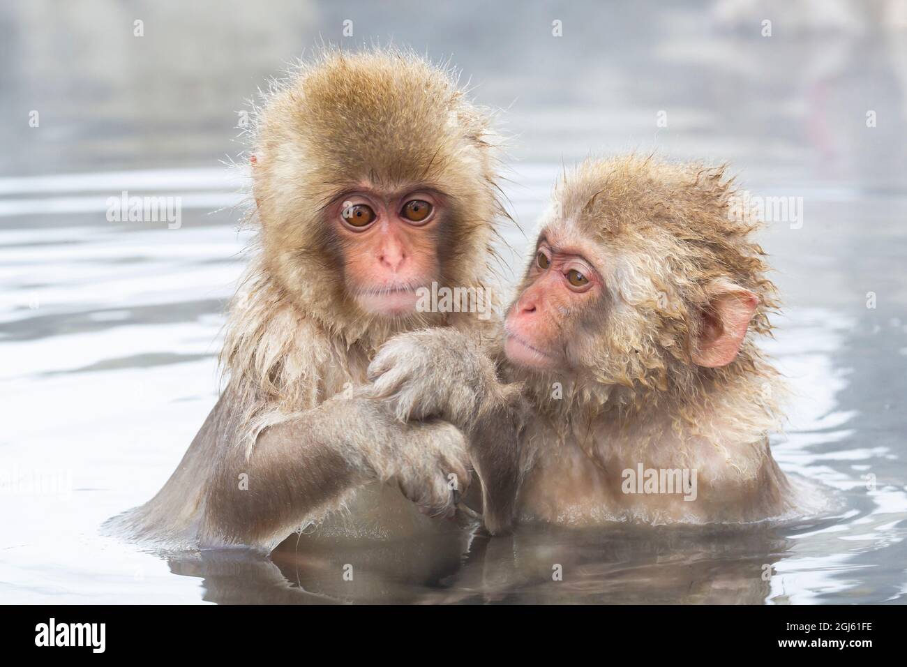 Asia, Japan, Nagano, Jigokudani Yaen Koen, Snow Monkey Park, Japanese ...