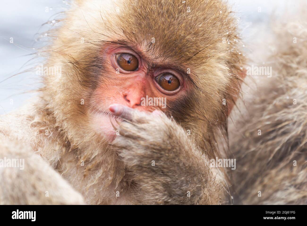 Asia, Japan, Nagano, Jigokudani Yaen Koen, Snow Monkey Park, Japanese ...