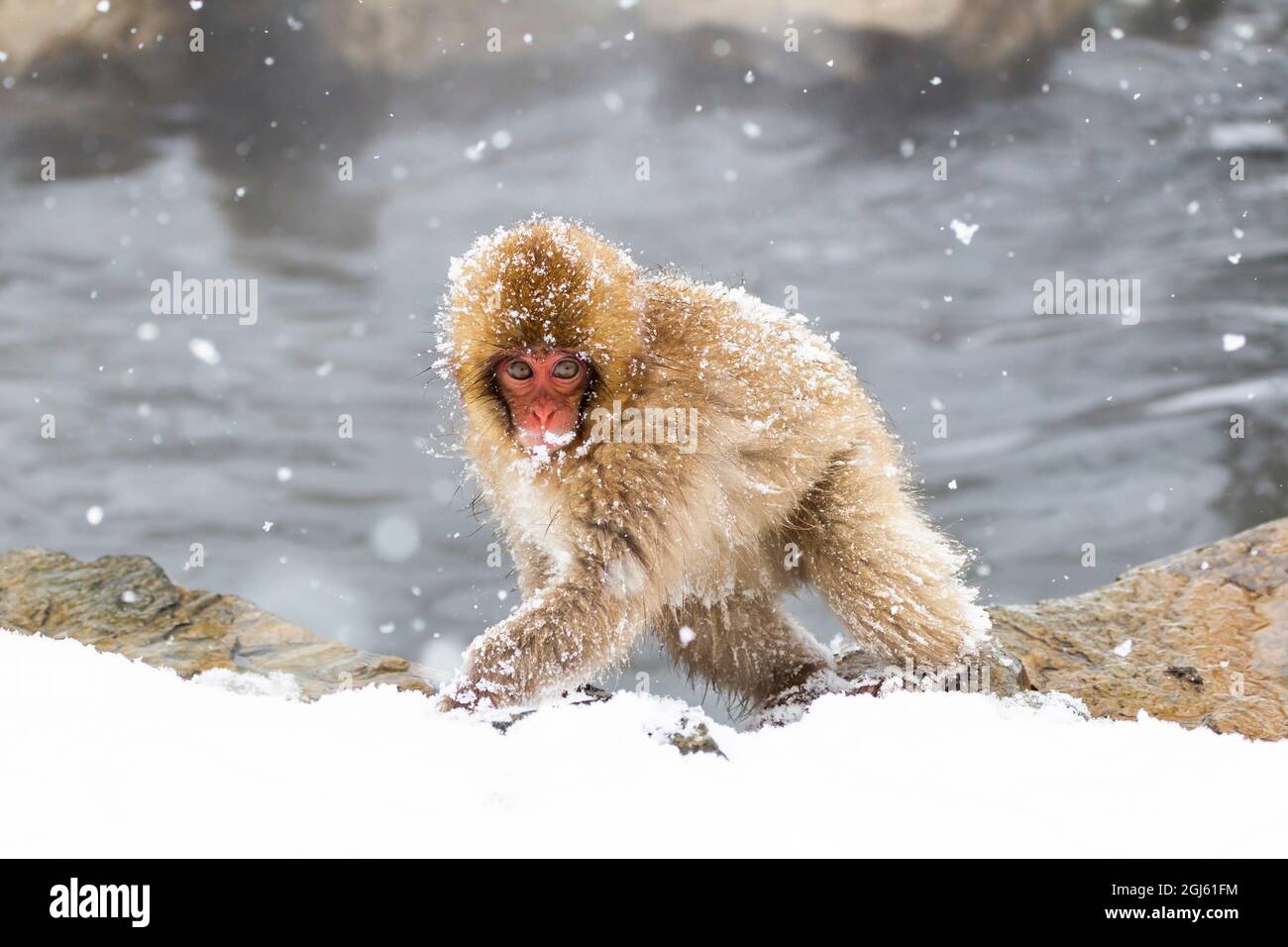 Asia, Japan, Nagano, Jigokudani Yaen Koen, Snow Monkey Park, Japanese ...