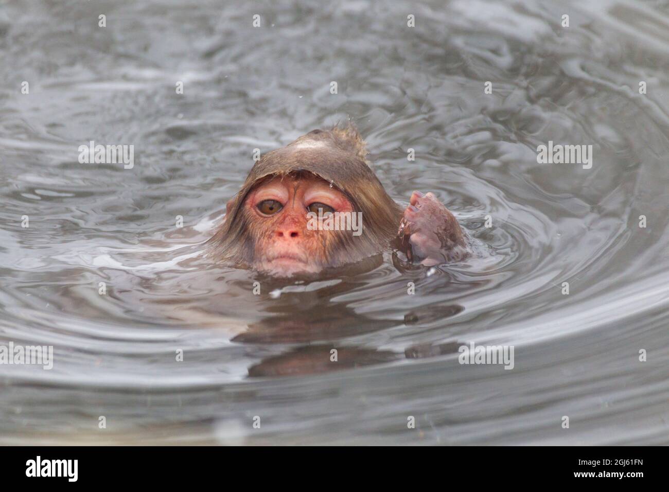 Monkey swimming pool hi-res stock photography and images - Alamy