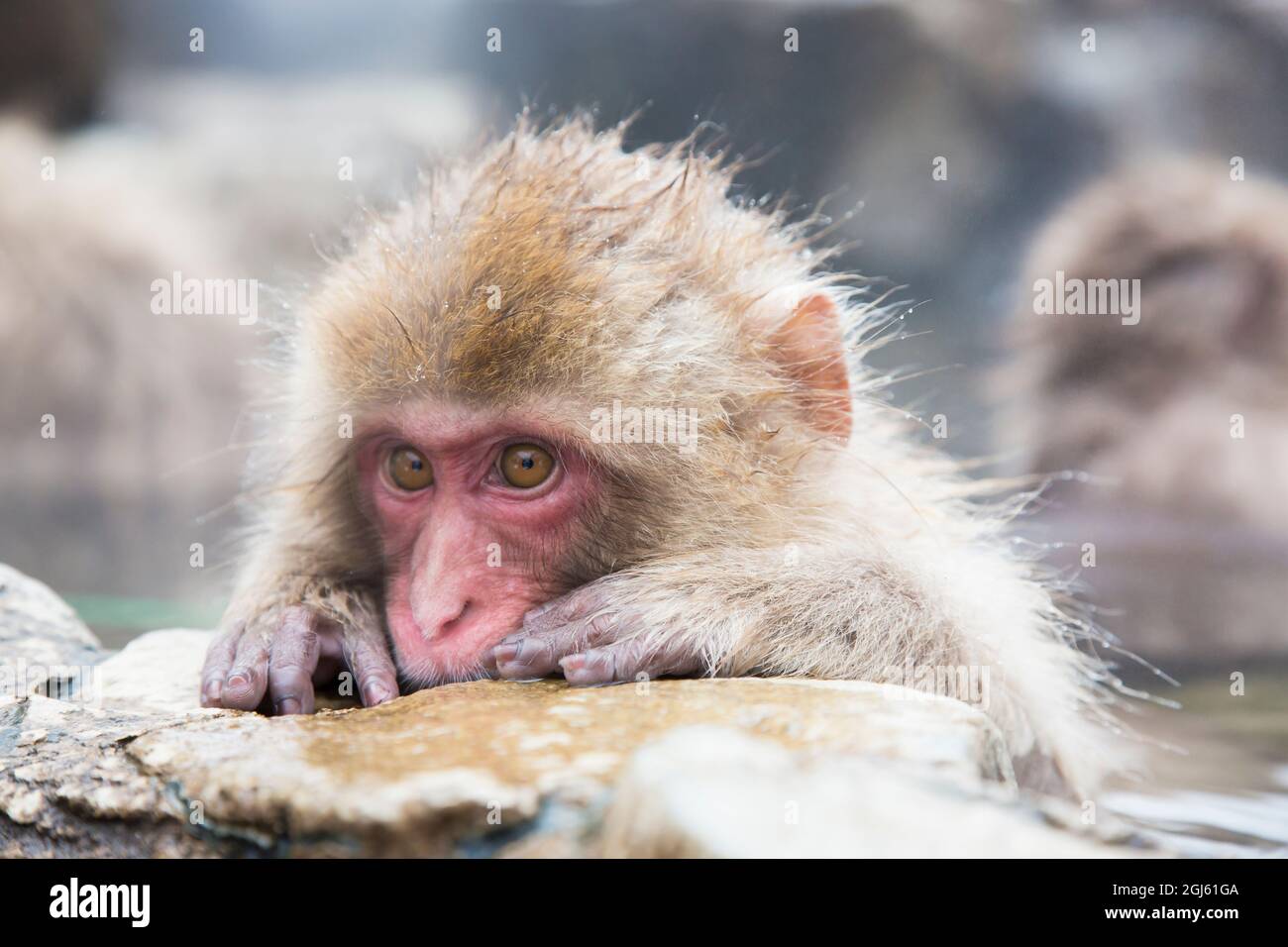 Asia, Japan, Nagano, Jigokudani Yaen Koen, Snow Monkey Park, Japanese ...