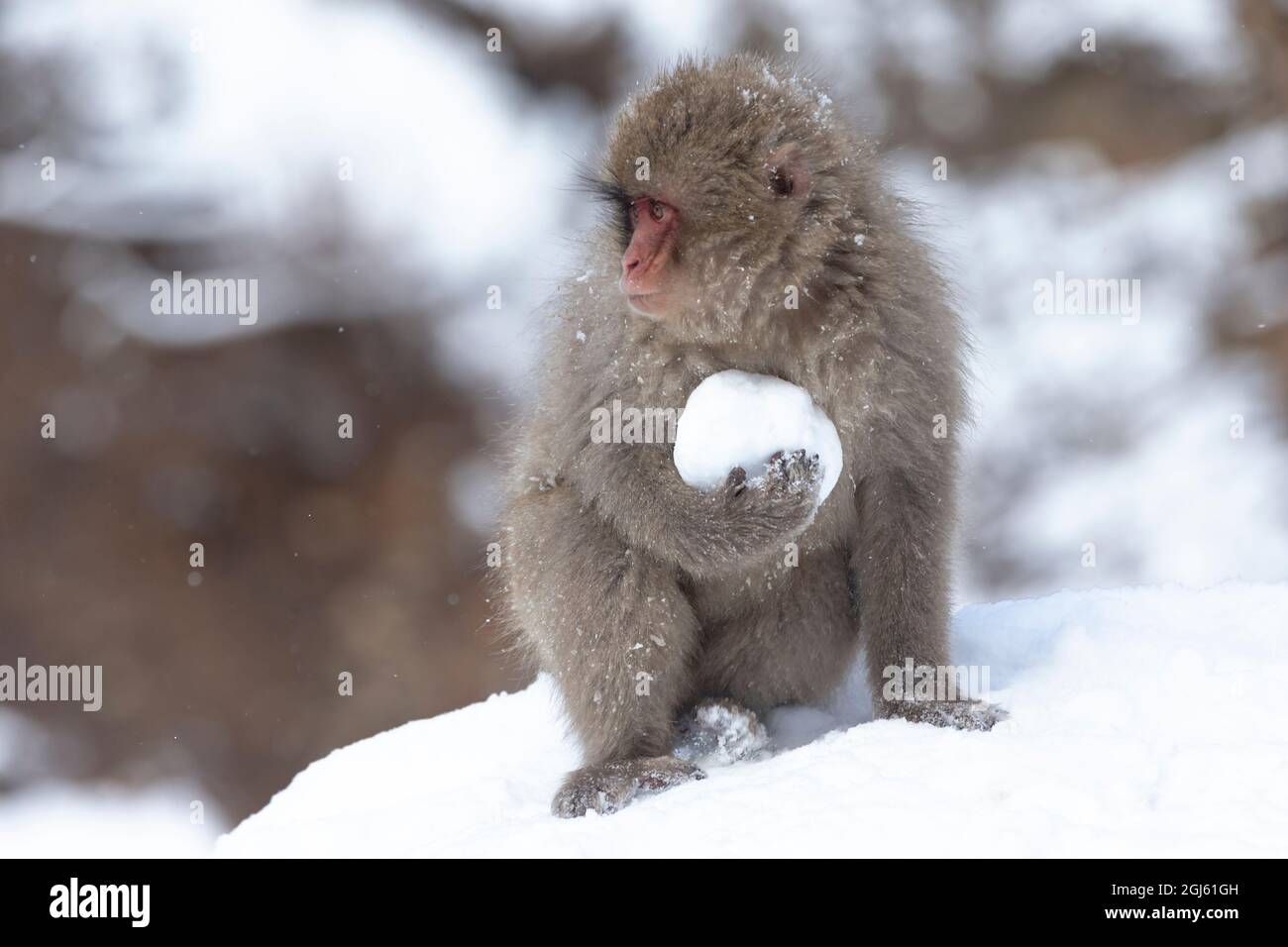 Asia, Japan, Nagano, Jigokudani Yaen Koen, Snow Monkey Park, Japanese ...