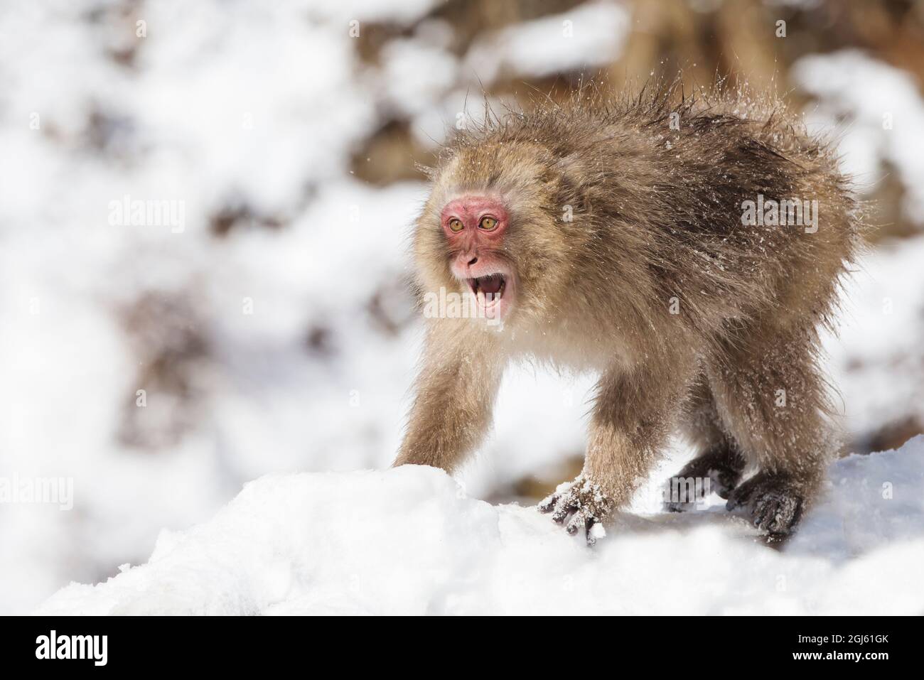 Asia, Japan, Nagano, Jigokudani Yaen Koen, Snow Monkey Park, Japanese macaque, Macaca fuscata. A ...