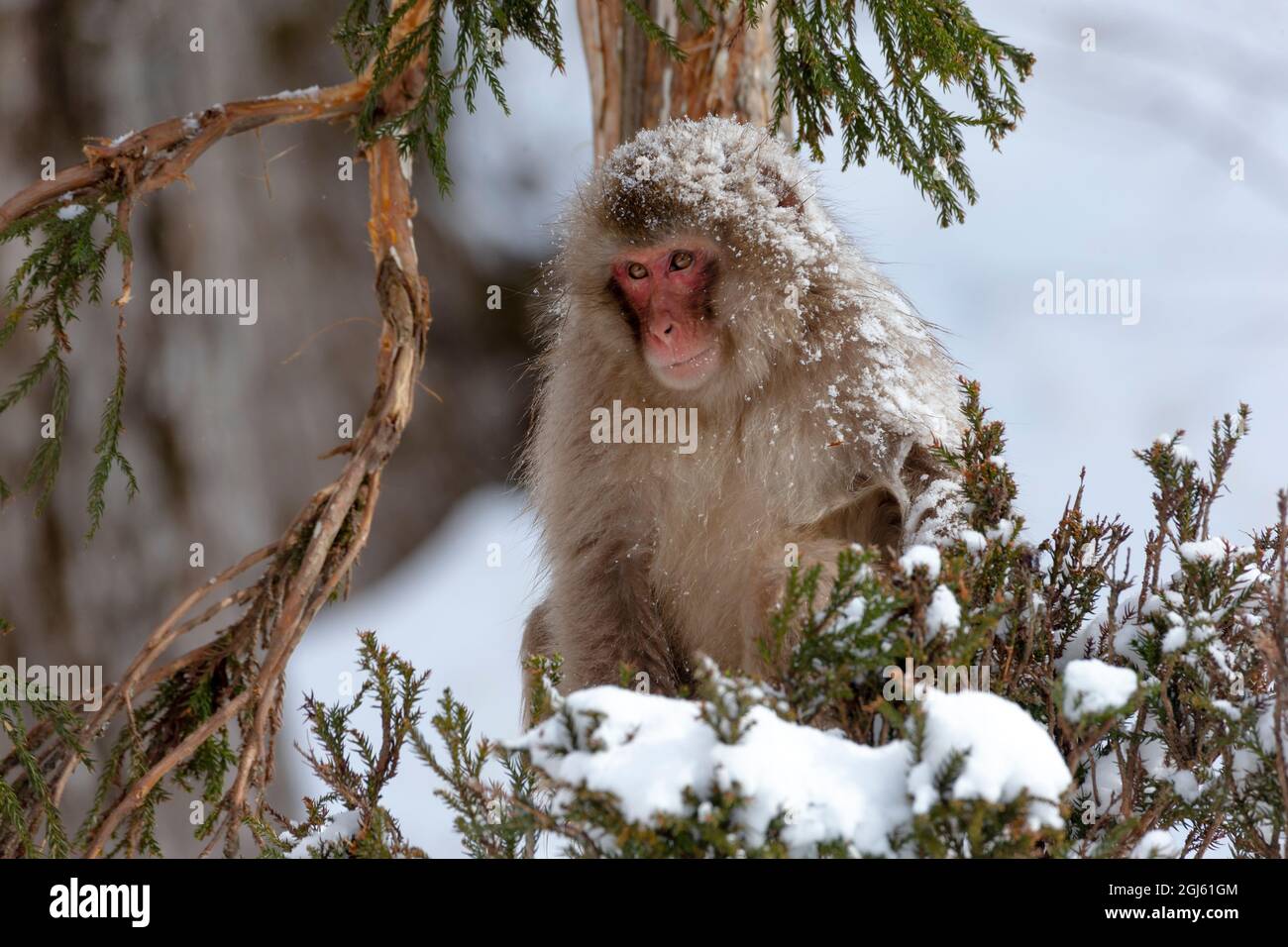 Asia, Japan, Nagano, Jigokudani Yaen Koen, Snow Monkey Park, Japanese ...