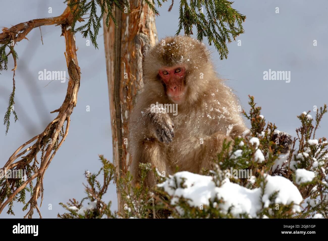 Asia, Japan, Nagano, Jigokudani Yaen Koen, Snow Monkey Park, Japanese ...