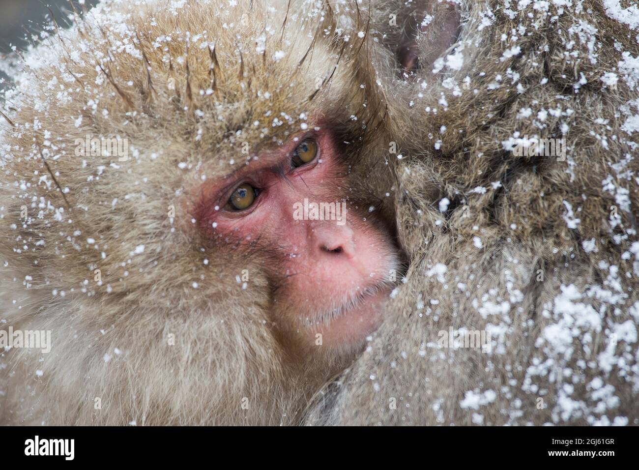 Asia, Japan, Nagano, Jigokudani Yaen Koen, Snow Monkey Park, Japanese ...