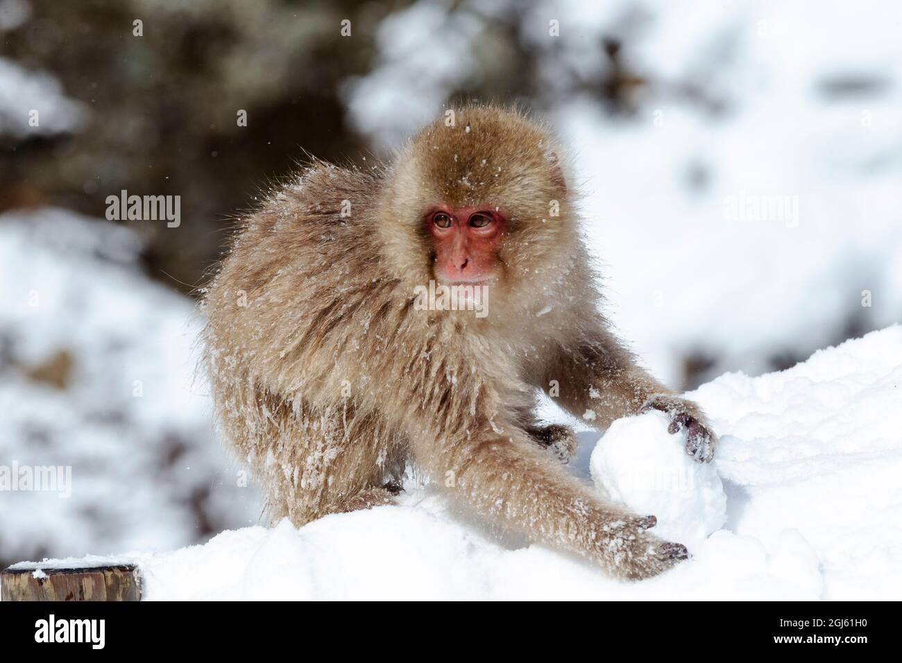 Asia, Japan, Nagano, Jigokudani Yaen Koen, Snow Monkey Park, Japanese ...