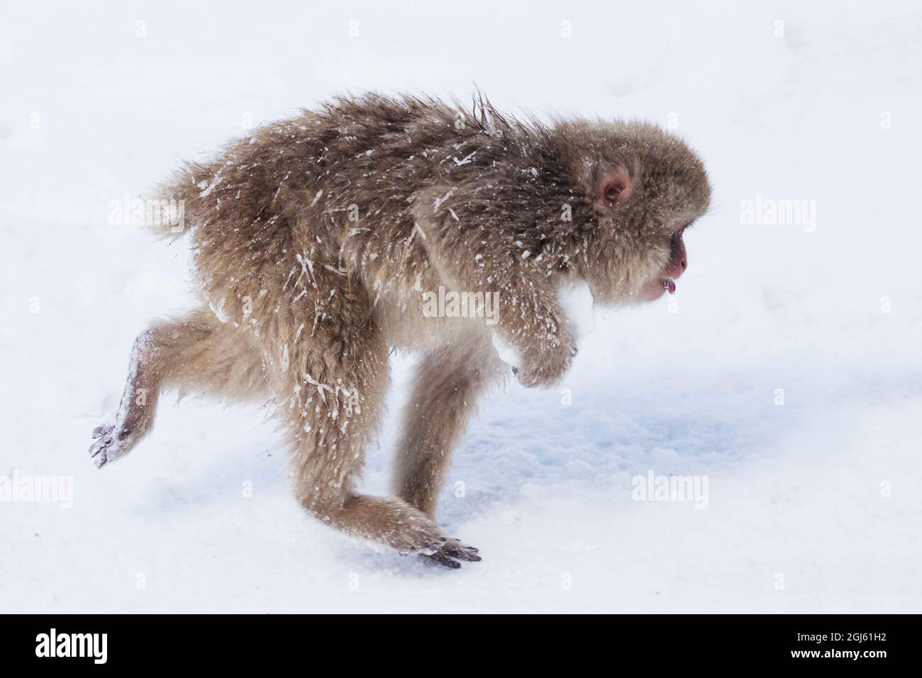 Asia, Japan, Nagano, Jigokudani Yaen Koen, Snow Monkey Park, Japanese ...