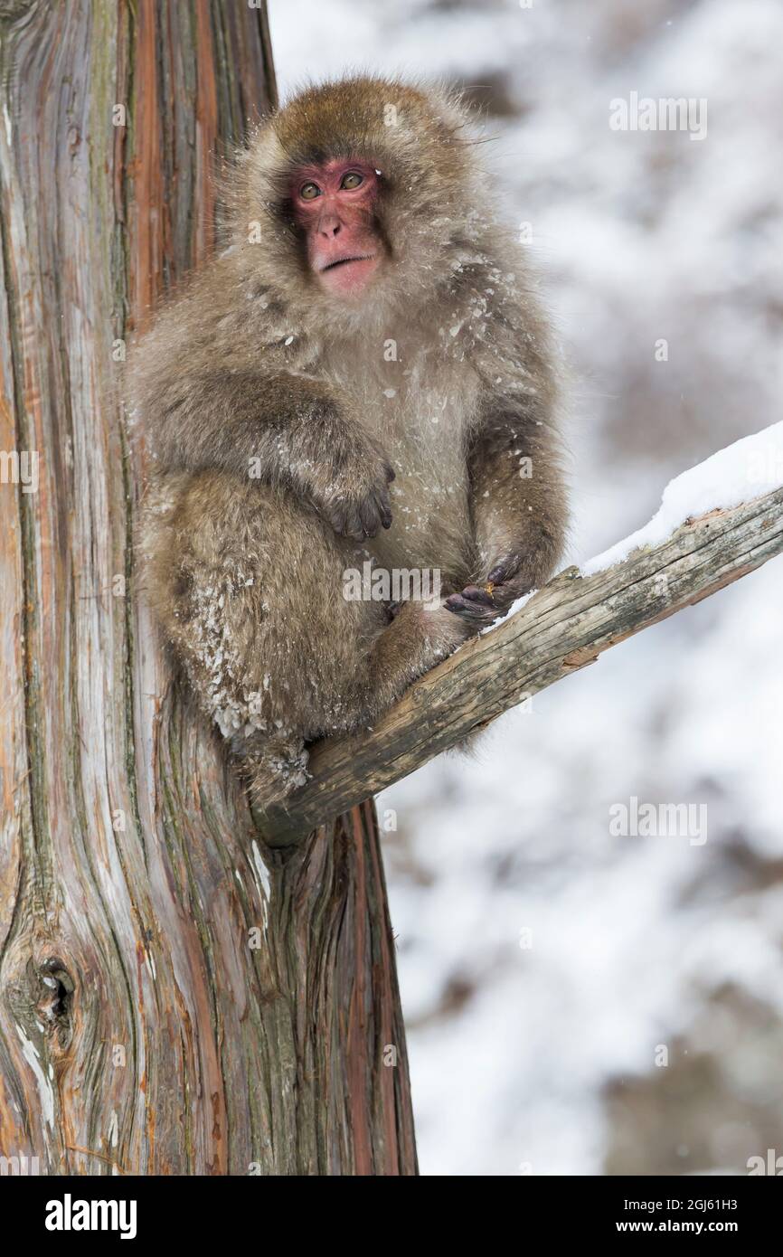 Asia, Japan, Nagano, Jigokudani Yaen Koen, Snow Monkey Park, Japanese ...