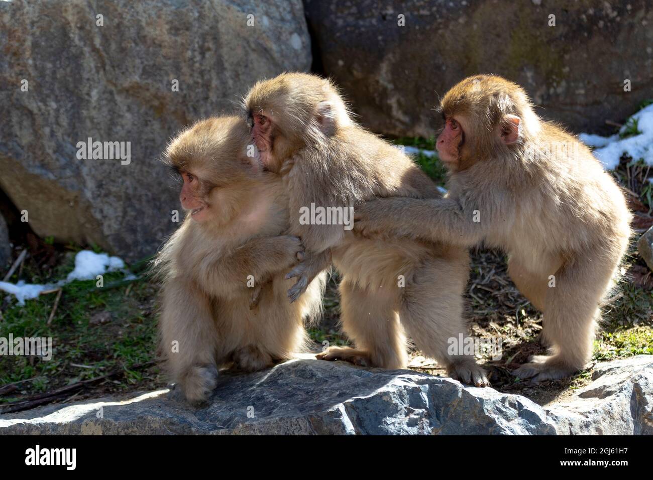 Asia, Japan, Nagano, Jigokudani Yaen Koen, Snow Monkey Park, Japanese ...
