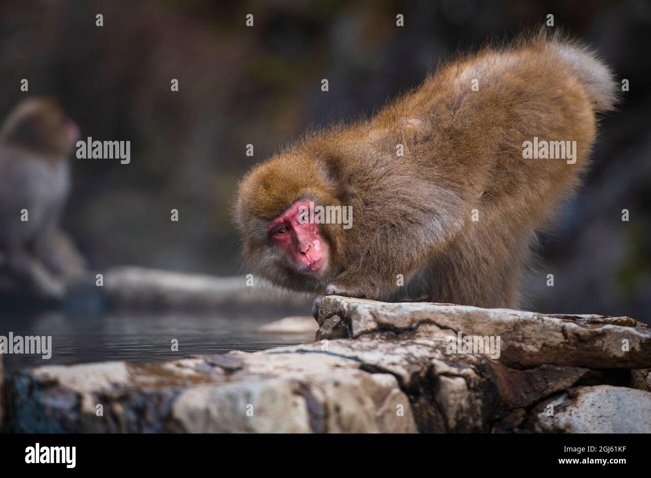 Japanese snow monkey, macaque, sitting, bending over in the onsen, hot ...