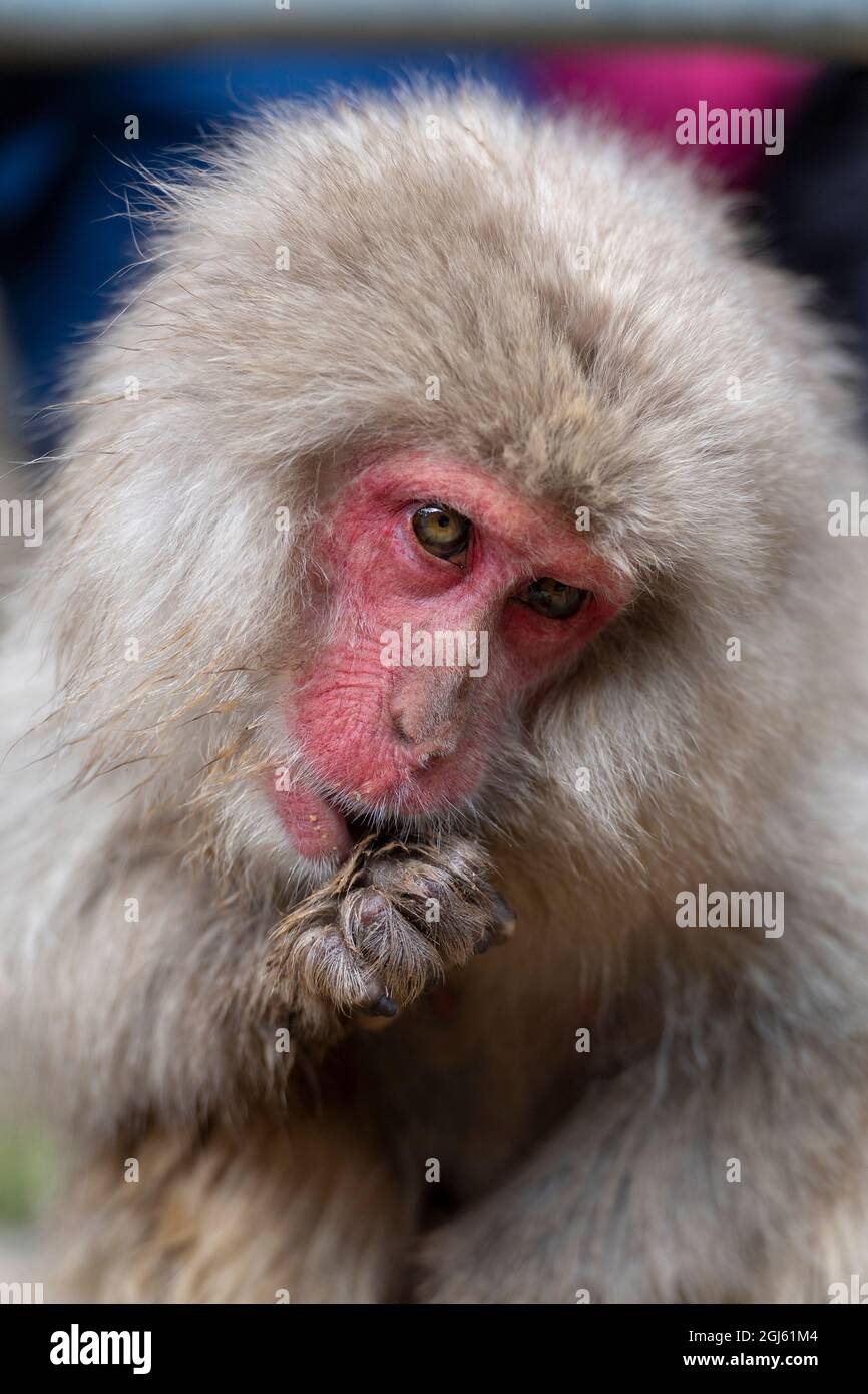 An mature macaque, snow monkey, close up, grooming his paw, Jigokudani ...