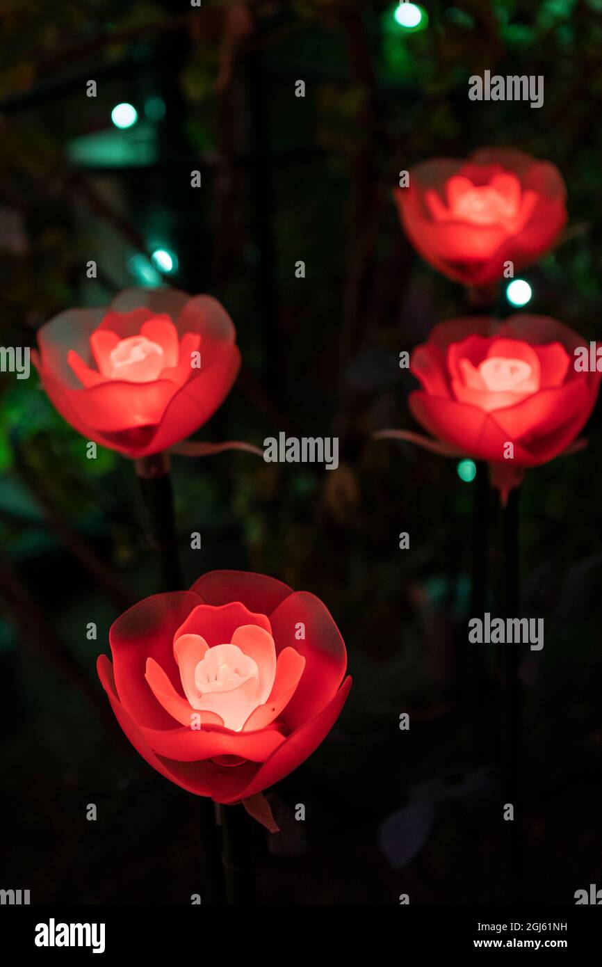 Illuminated red roses of the Ashikaga Flower park, Japan, at night in ...