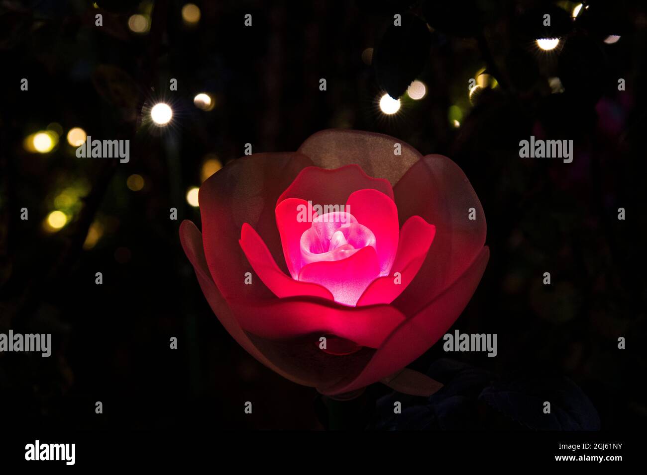An illuminated red rose Stock Photo - Alamy