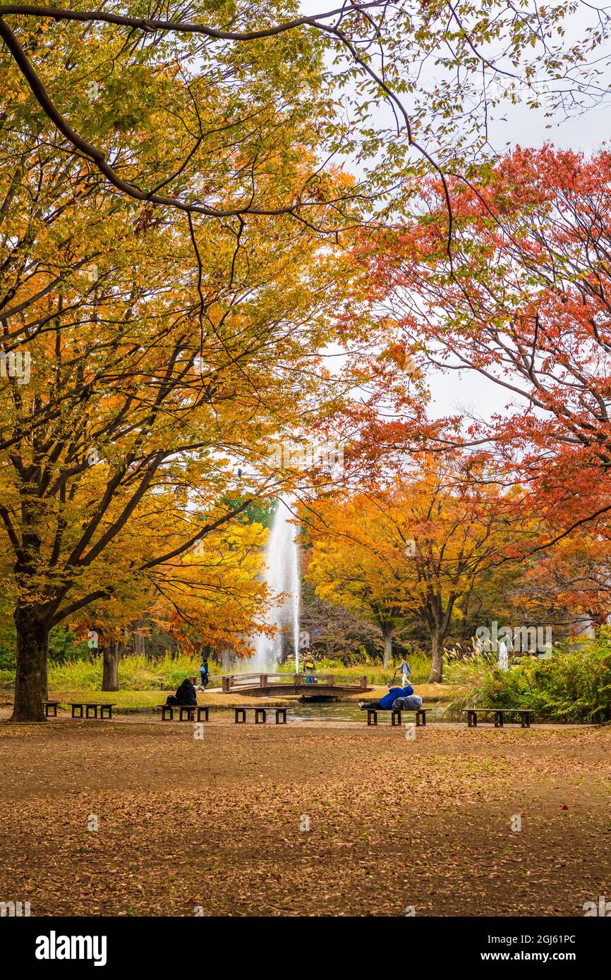 People out enjoying nature in Fall at Yoyogi Park, Shibuya, Tokyo ...