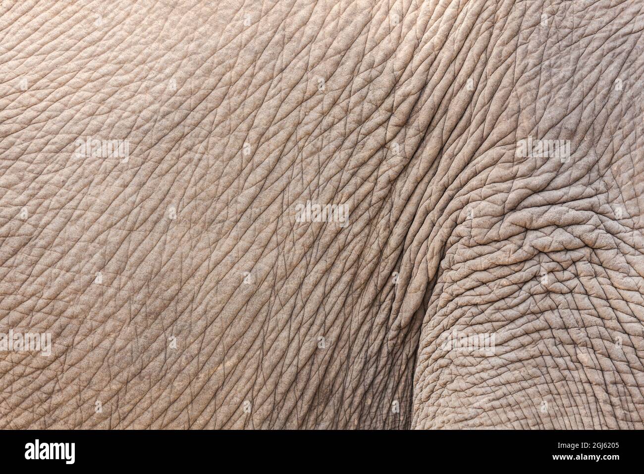 Laos, Sainyabuli. Asian elephant's skin Stock Photo - Alamy