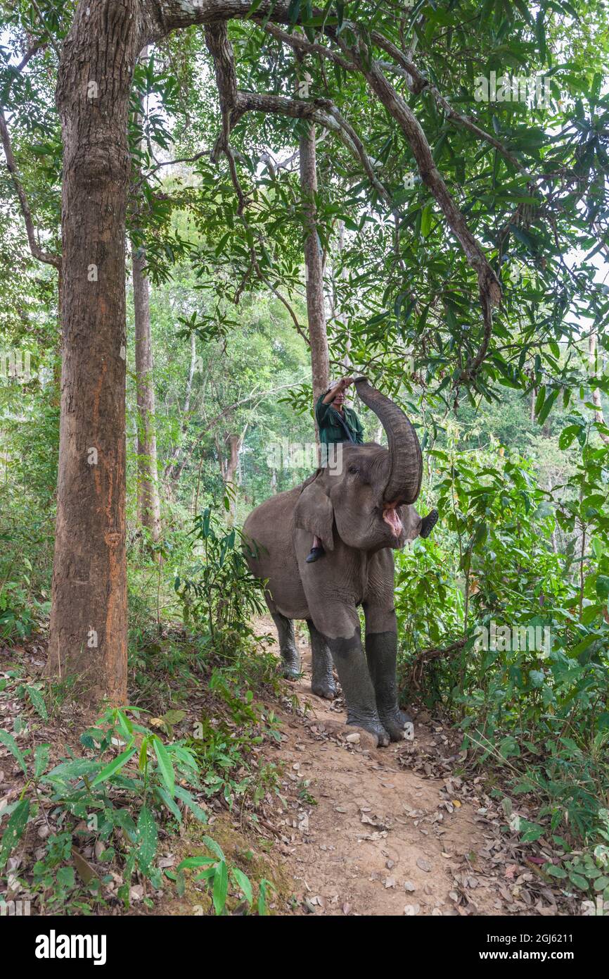 Laos, Sainyabuli. Elephant Conservation Center, Asian elephant and ...