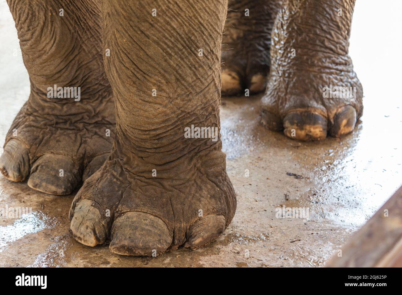 Elephants feet hi-res stock photography and images - Alamy