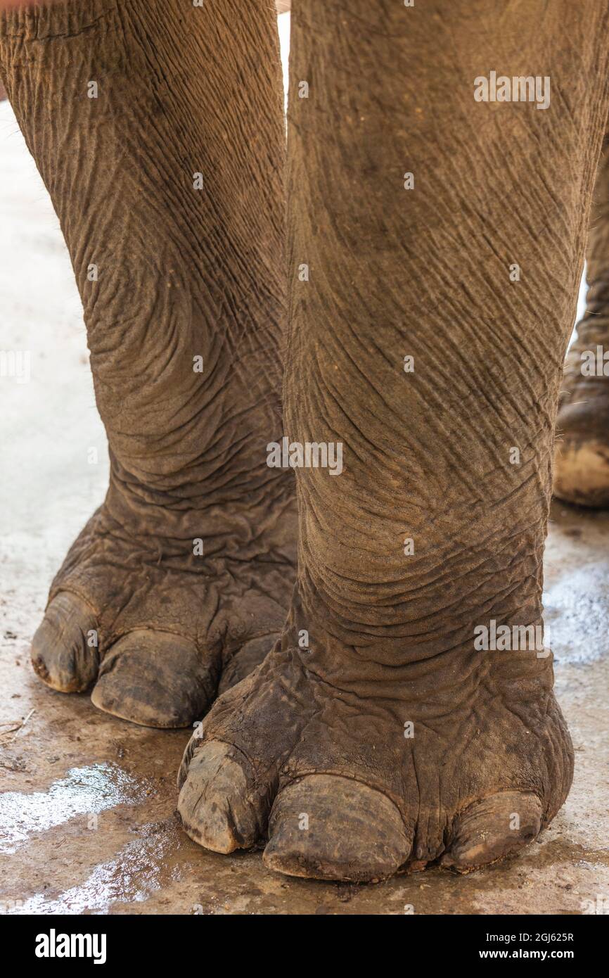 Laos, Sainyabuli. Asian elephant's feet Stock Photo - Alamy