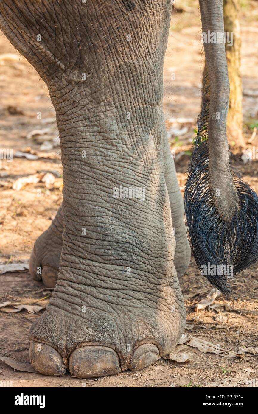 Elephants feet hi-res stock photography and images - Alamy