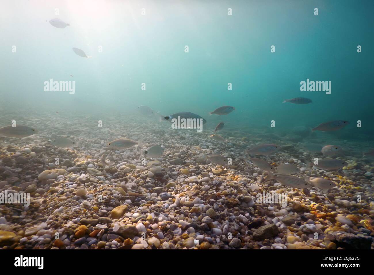 Underwater pebbles clear sea with swimming fishes Stock Photo - Alamy