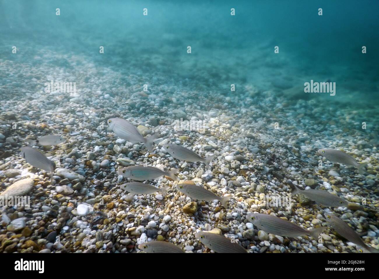 Underwater pebbles clear sea with swimming fishes Stock Photo - Alamy