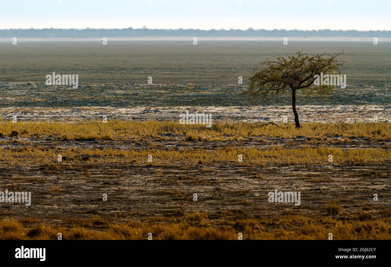 Distant lone tree hi-res stock photography and images - Alamy