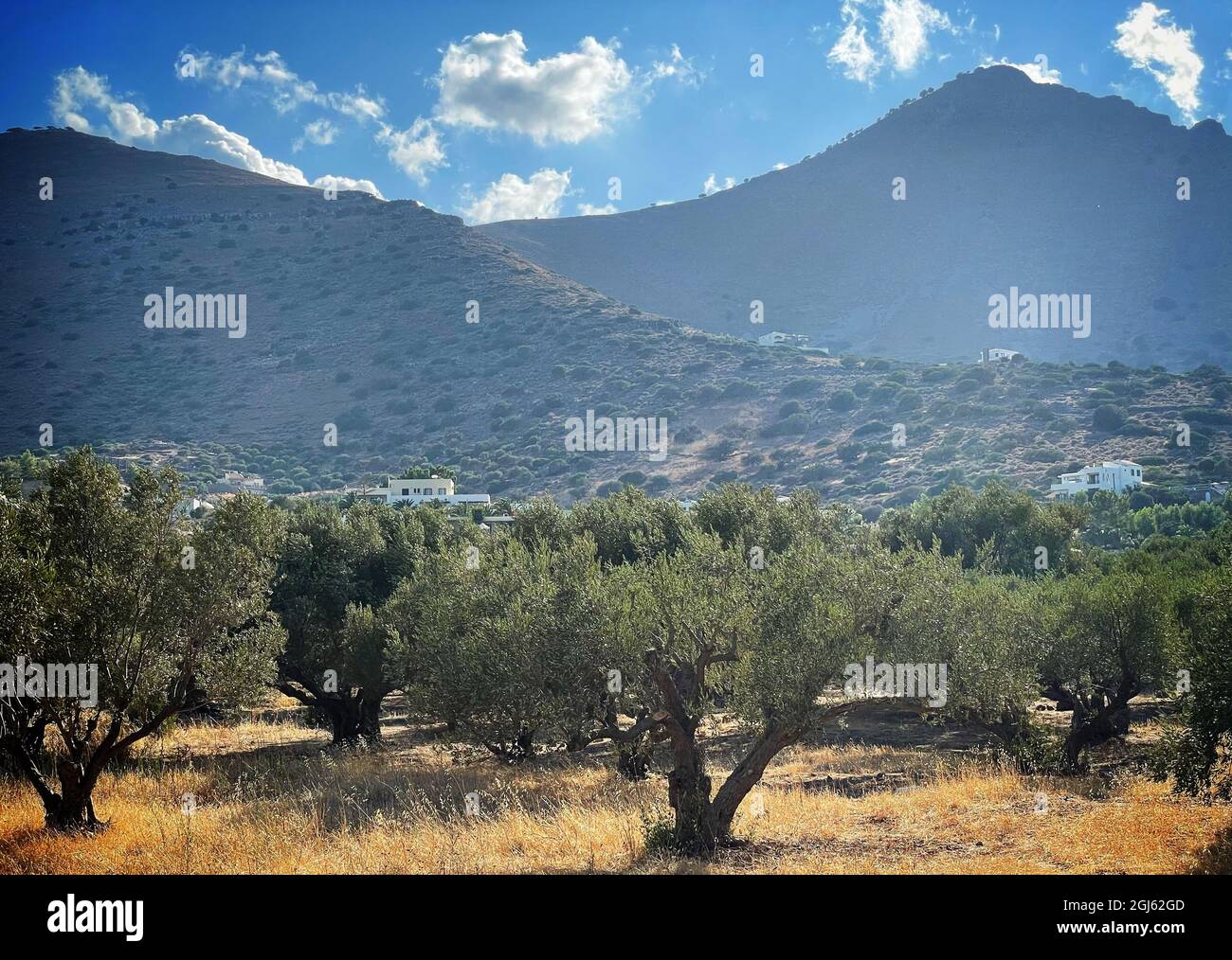 olive tree orchard on the island of Crete, Greece Stock Photo - Alamy