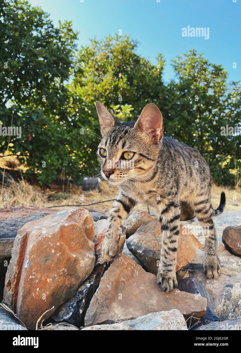 Cats of crete hi-res stock photography and images - Alamy
