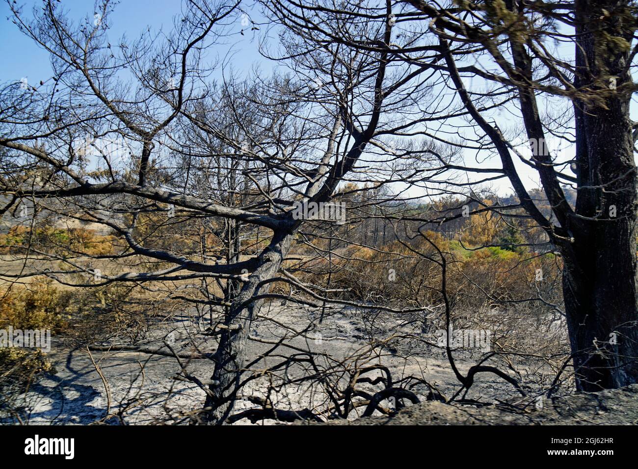 scorched landscape on rhodes island in greece after forest fire Stock ...