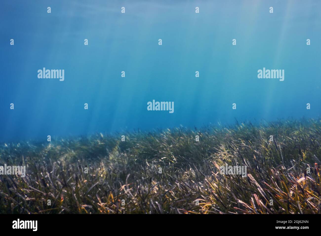 Underwater background with seaweed Stock Photo - Alamy