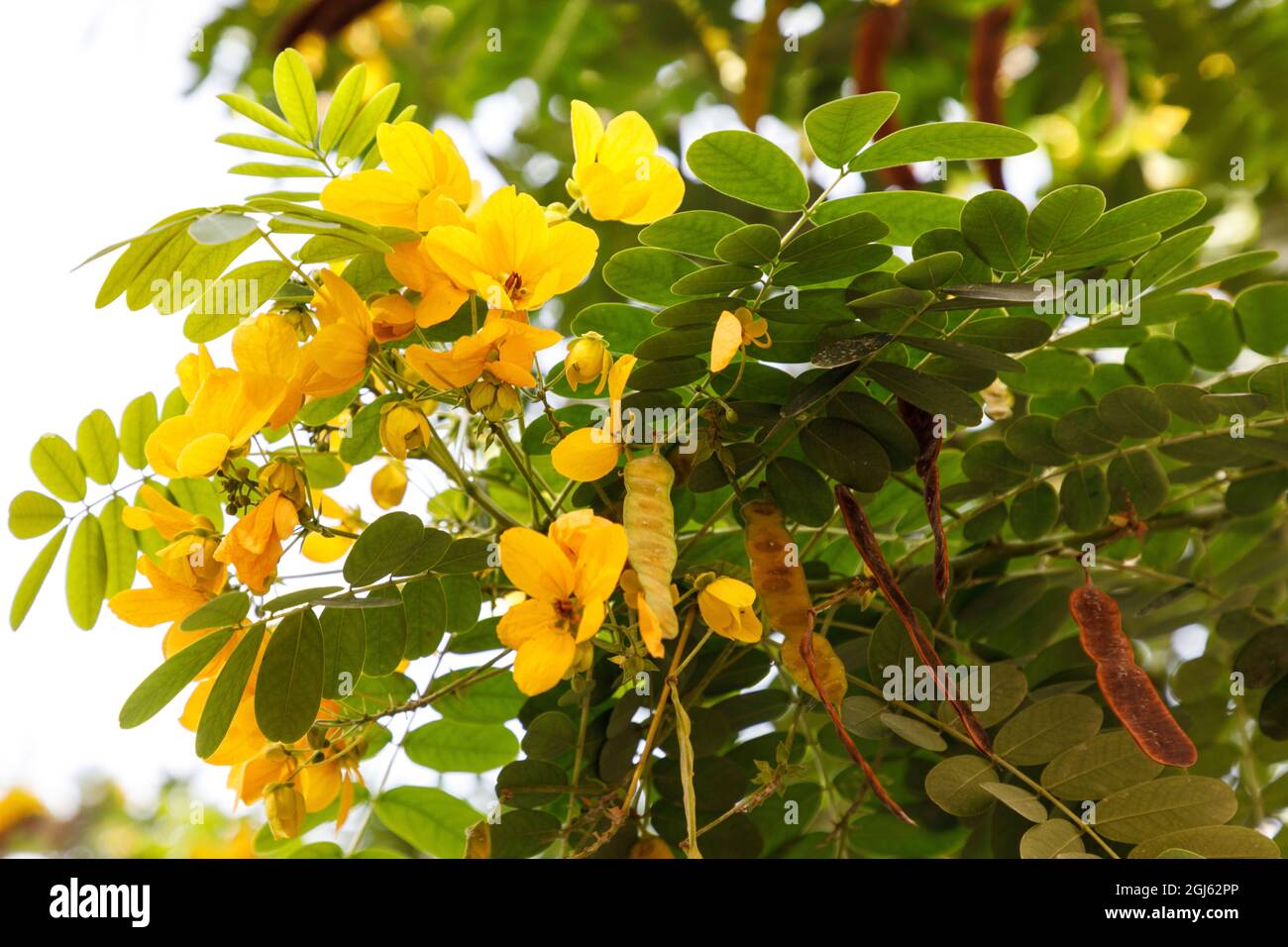 State of Qatar, Doha. Yellow flowers of golden shower tree (Cassia ...