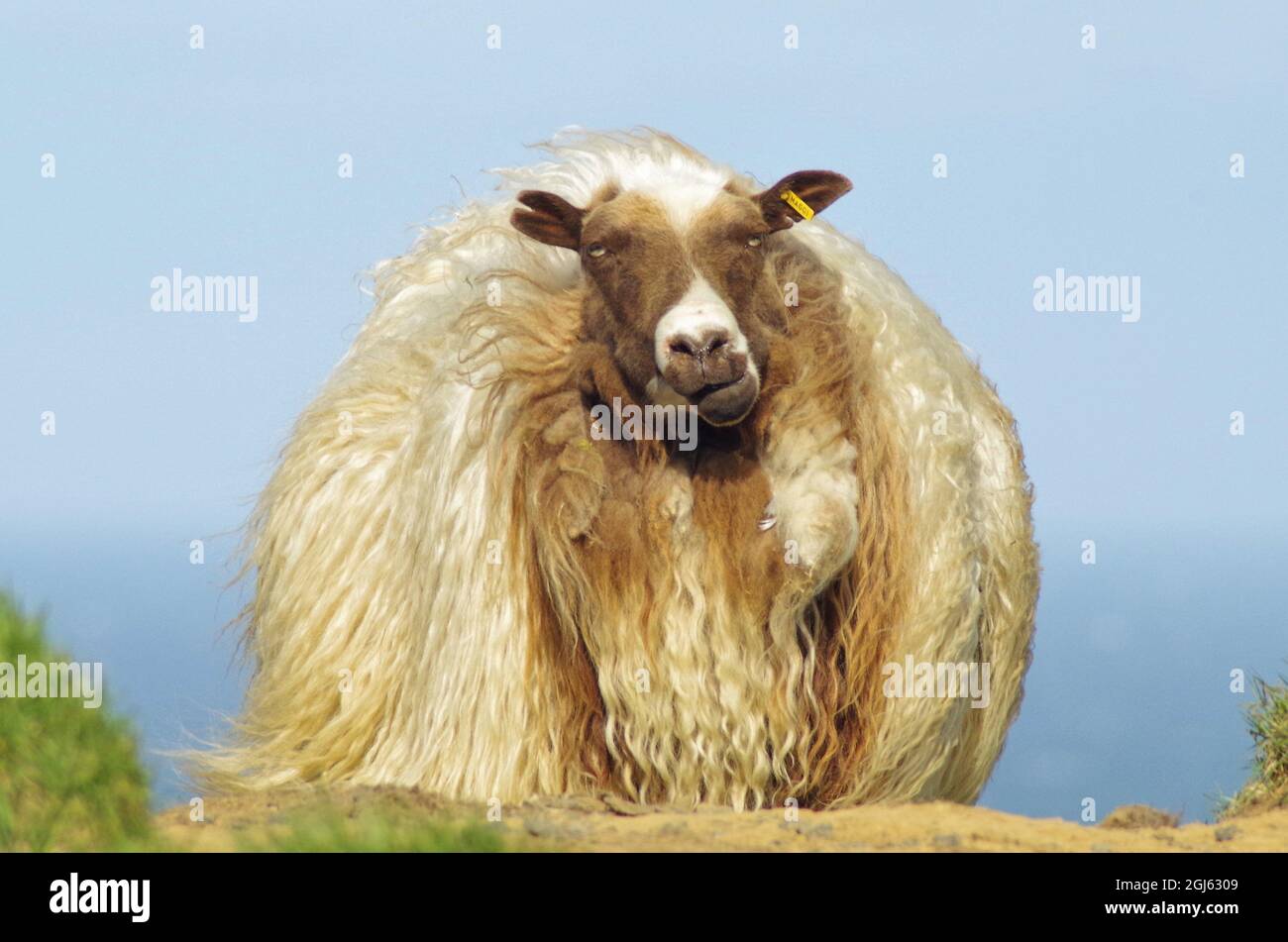 Fat sheep hi-res stock photography and images - Alamy