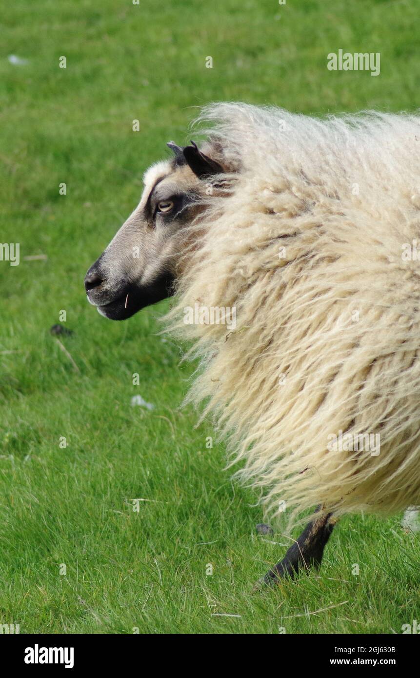 Rugged Icelandic sheep on a beautiful but windy day. The sheep has ...