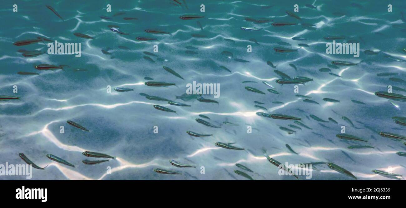 Sandy bottom, fish swimming underwater Stock Photo - Alamy